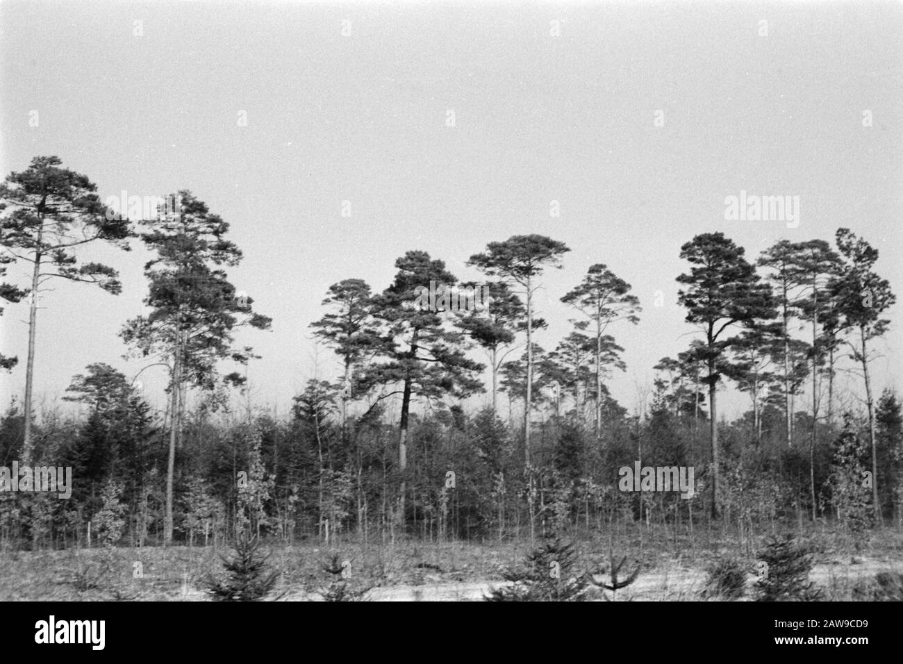 pinussoorten Date: undated Keywords: pinussoorten Stock Photo - Alamy