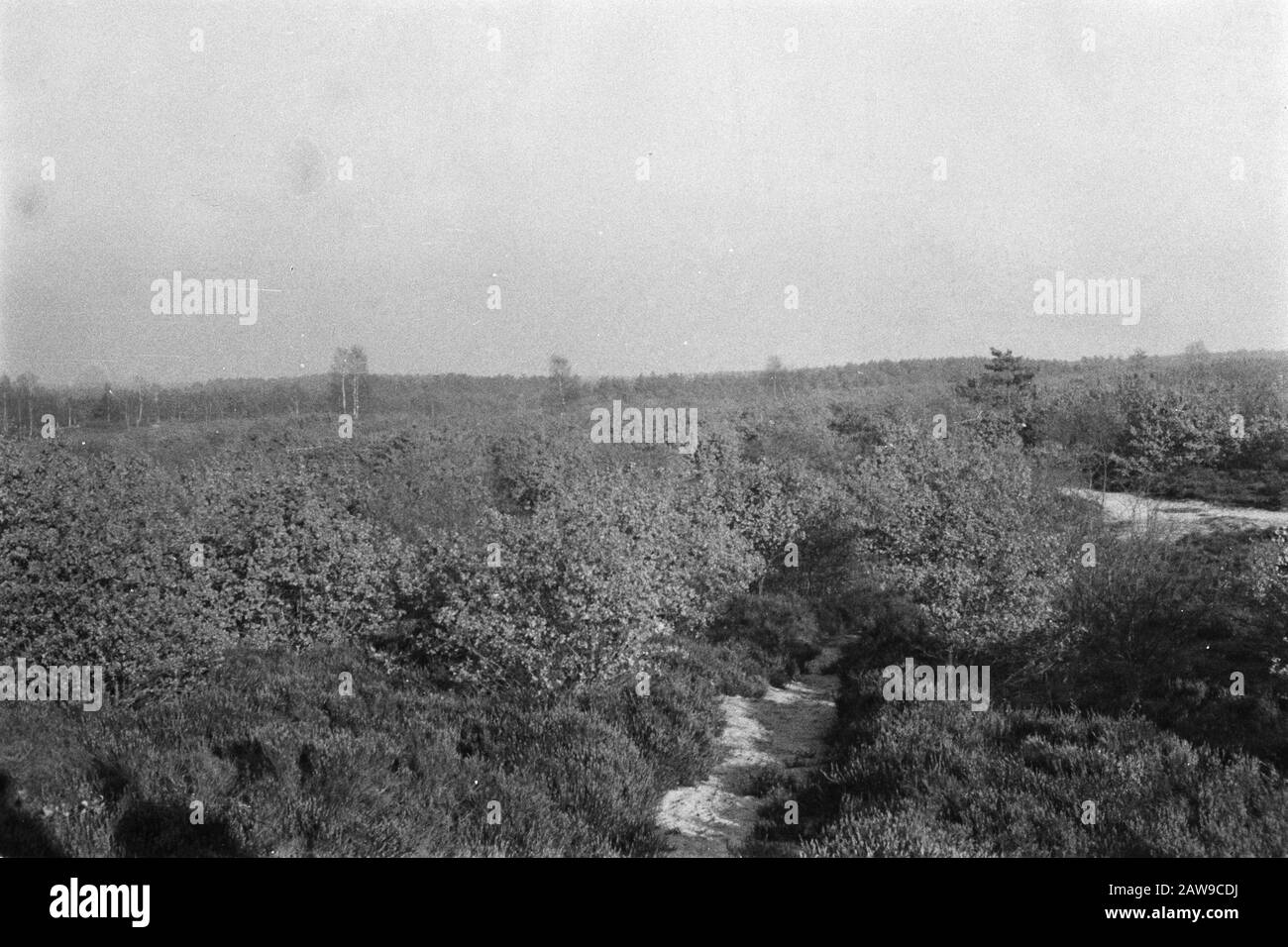 Landscape foliage bushes greenery Black and White Stock Photos & Images ...