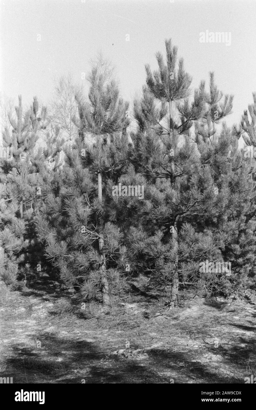 pinussoorten Date: undated Keywords: pinussoorten Stock Photo - Alamy