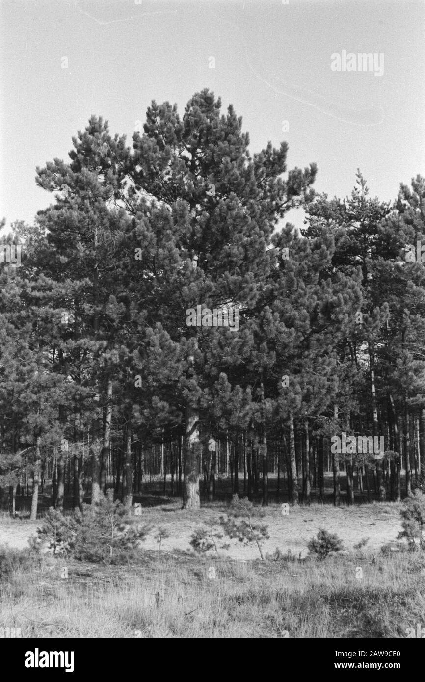 pinussoorten Date: undated Keywords: pinussoorten Stock Photo - Alamy