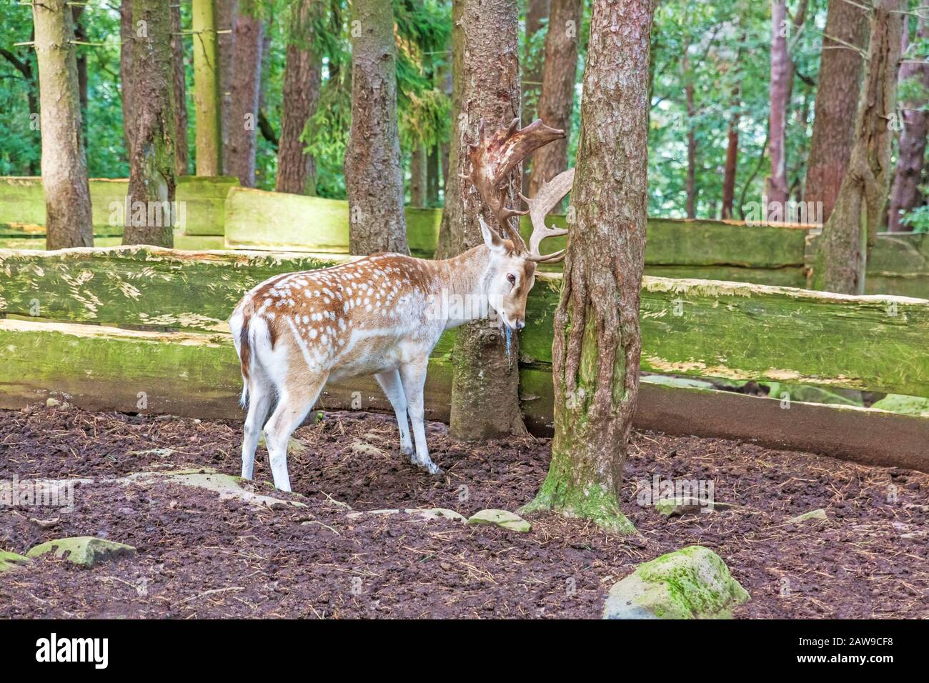 Male red deer standing at a tree Stock Photo - Alamy