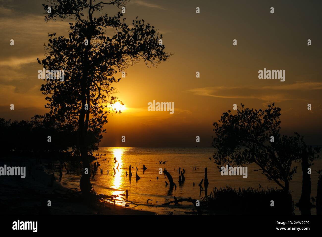 Holbox island sunset beach palm tree tropical in Mexico Stock Photo - Alamy