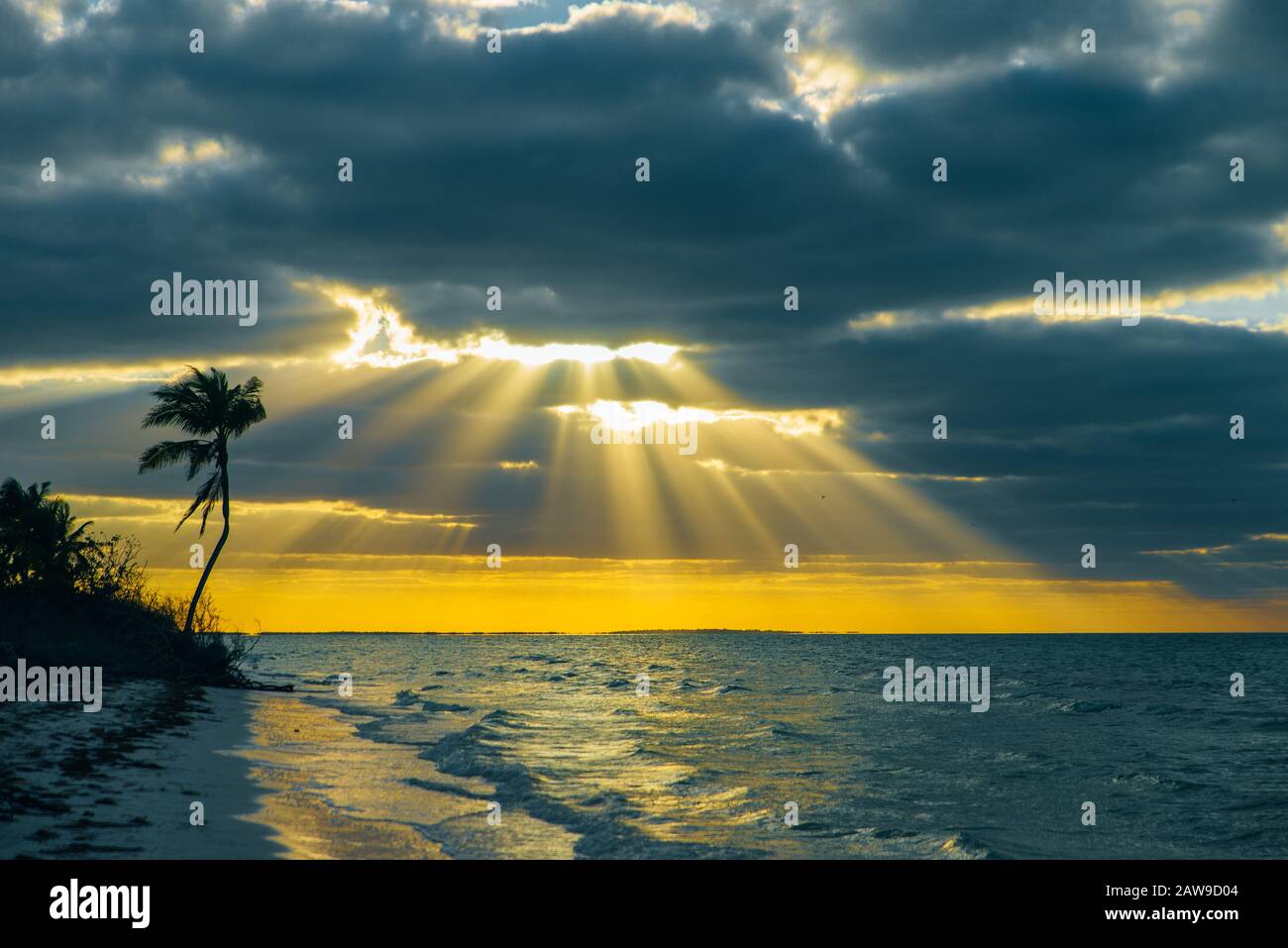 Holbox island sunset beach palm tree tropical in Mexico Stock Photo - Alamy