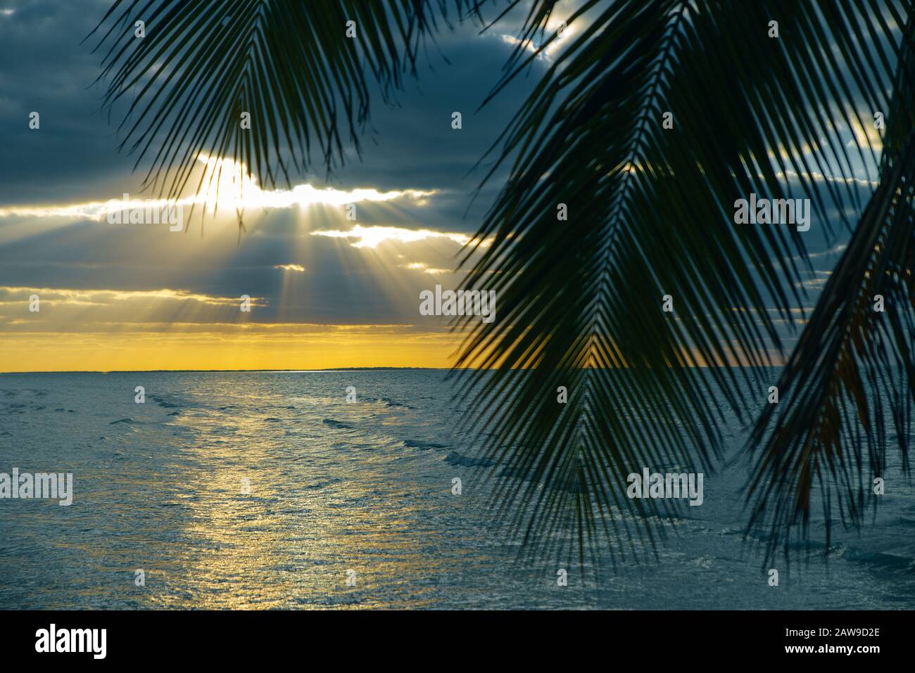 Holbox island sunset beach palm tree tropical in Mexico Stock Photo - Alamy