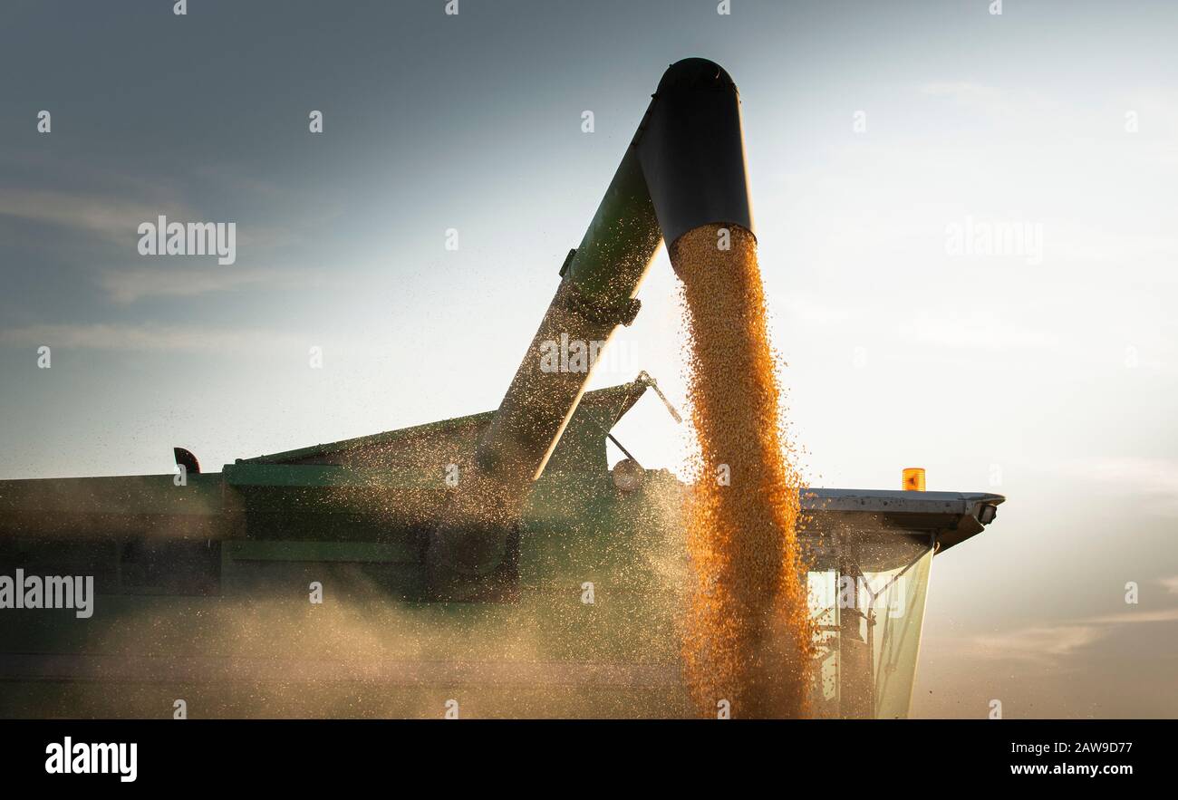 Pouring corn grain into tractor trailer after harvest at field Stock ...