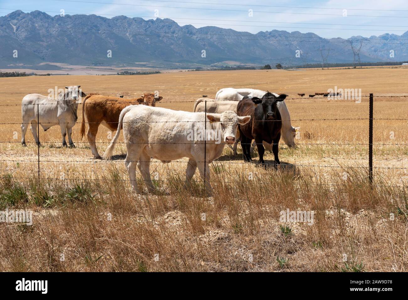 South africa south african livestock farming hi-res stock photography ...