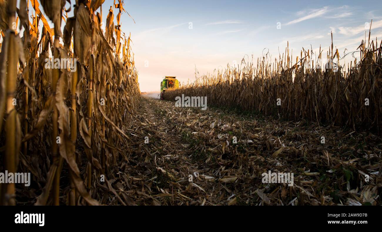 Combine Operator Harvesting Corn on the Field in sunset Stock Photo - Alamy