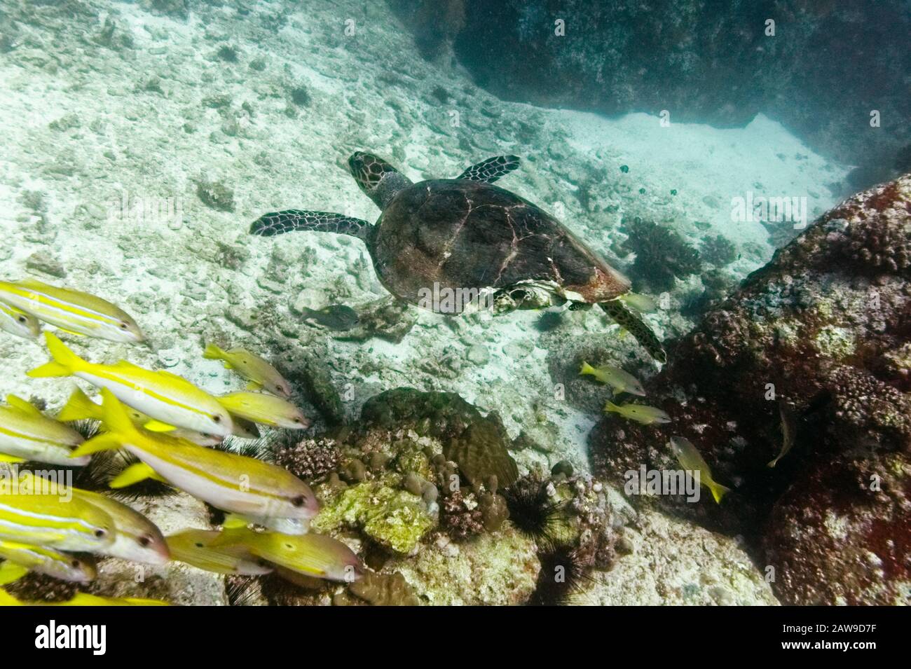 Green sea turtle (Chelonia mydas) with a tiger shark bite, swimming on ...