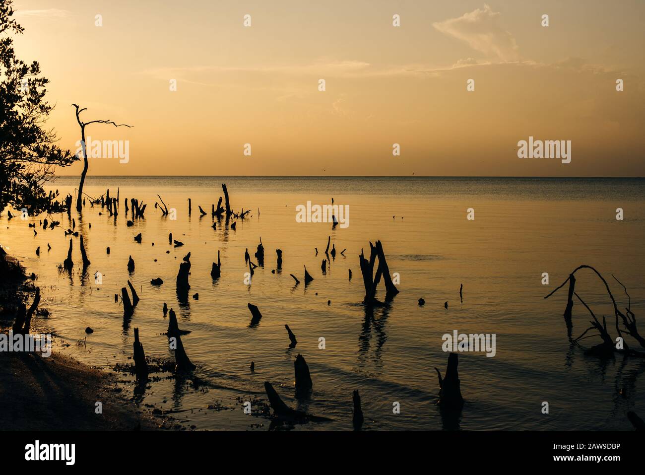 Holbox island sunset beach palm tree tropical in Mexico Stock Photo - Alamy