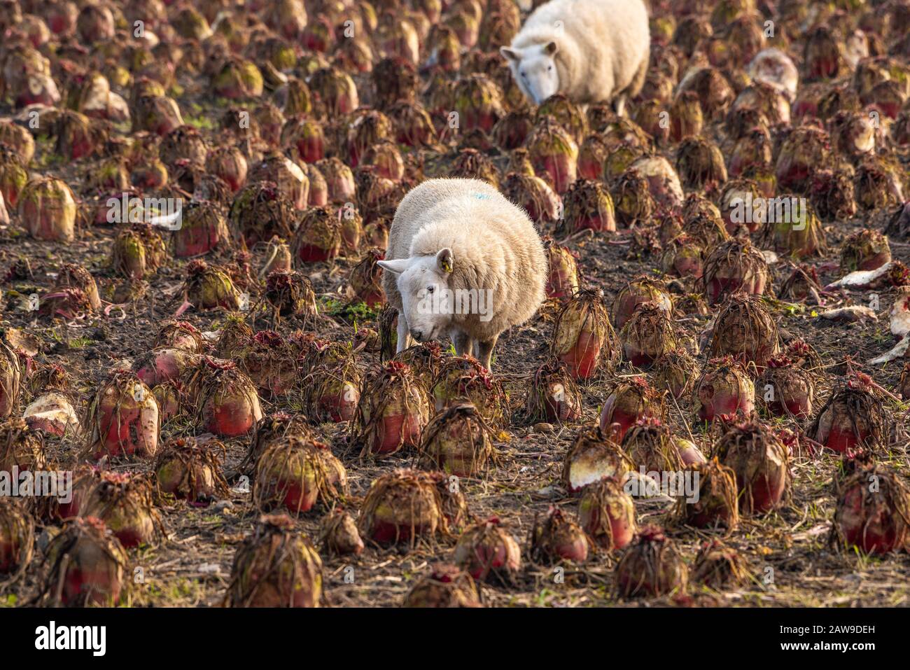 Root crop uk hi-res stock photography and images - Alamy
