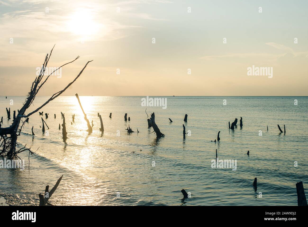 Holbox island sunset beach palm tree tropical in Mexico Stock Photo - Alamy