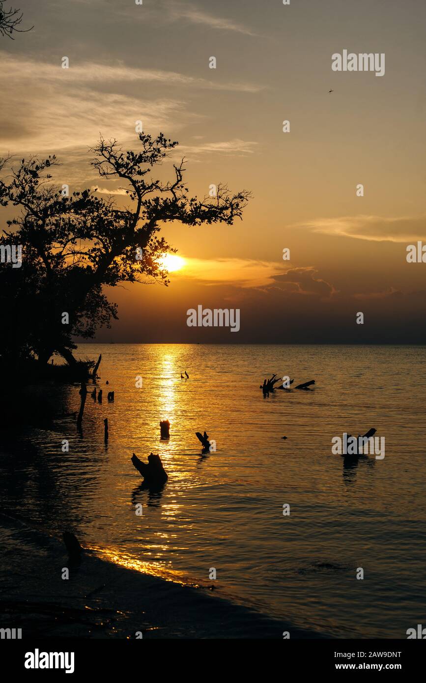 Holbox island sunset beach palm tree tropical in Mexico Stock Photo - Alamy