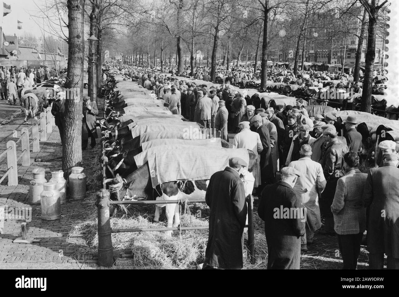 Easter cattle exhibitions hi-res stock photography and images - Alamy