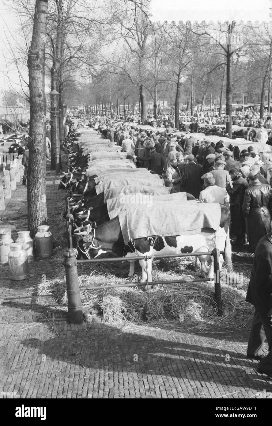 Easter cattle exhibition in Rotterdam Date: March 22, 1961 Location ...