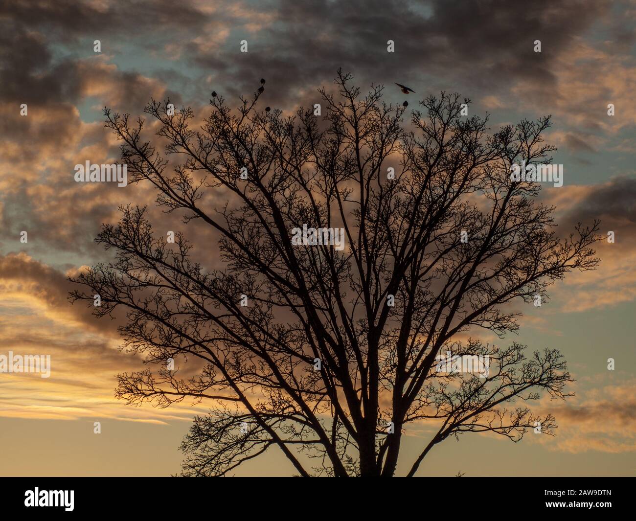 Tree with roosting birds silhouette and dramatic colorful sky clouds ...