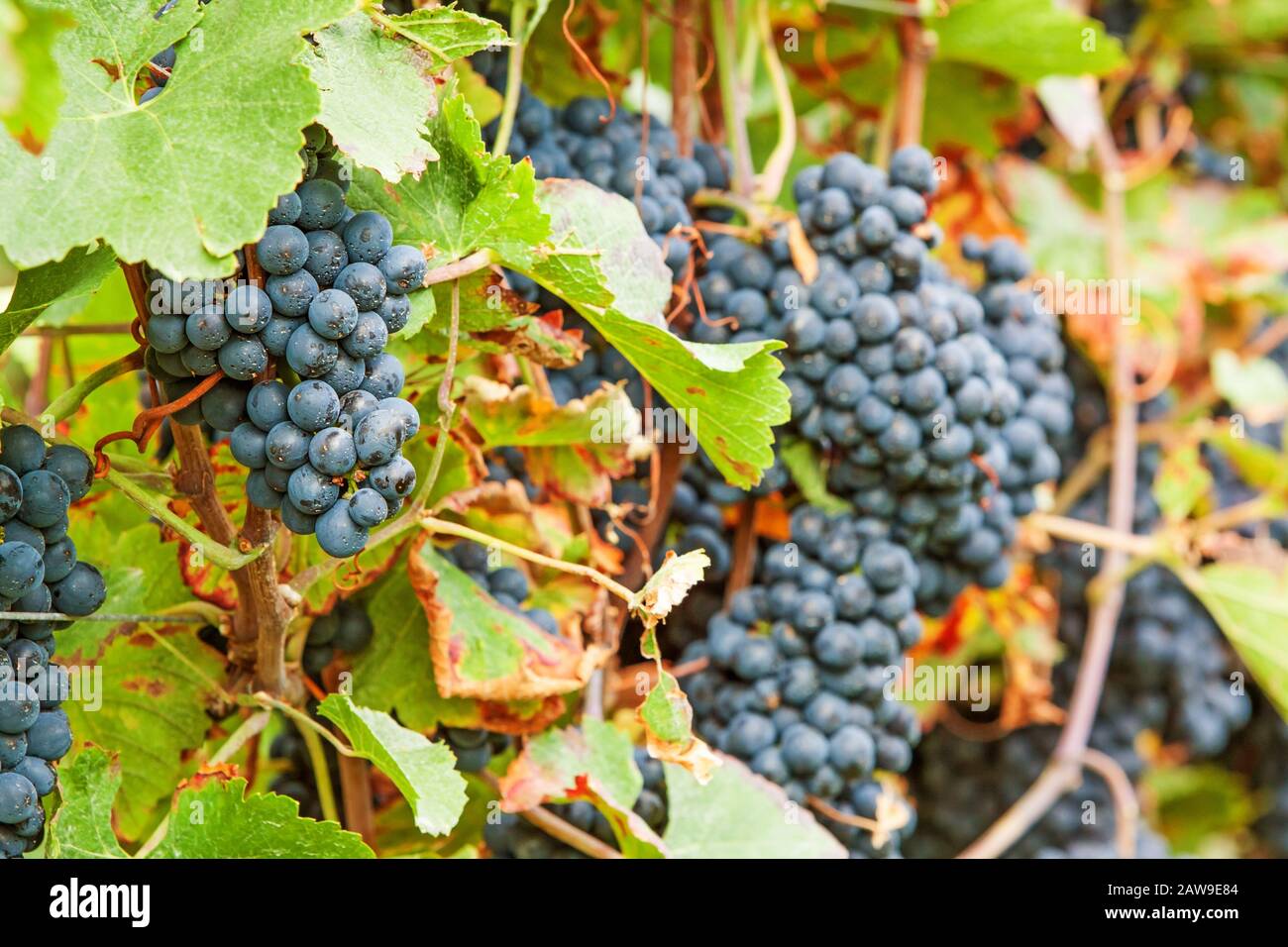 Red vine with ripe grapes in vineyard before harvest Stock Photo - Alamy