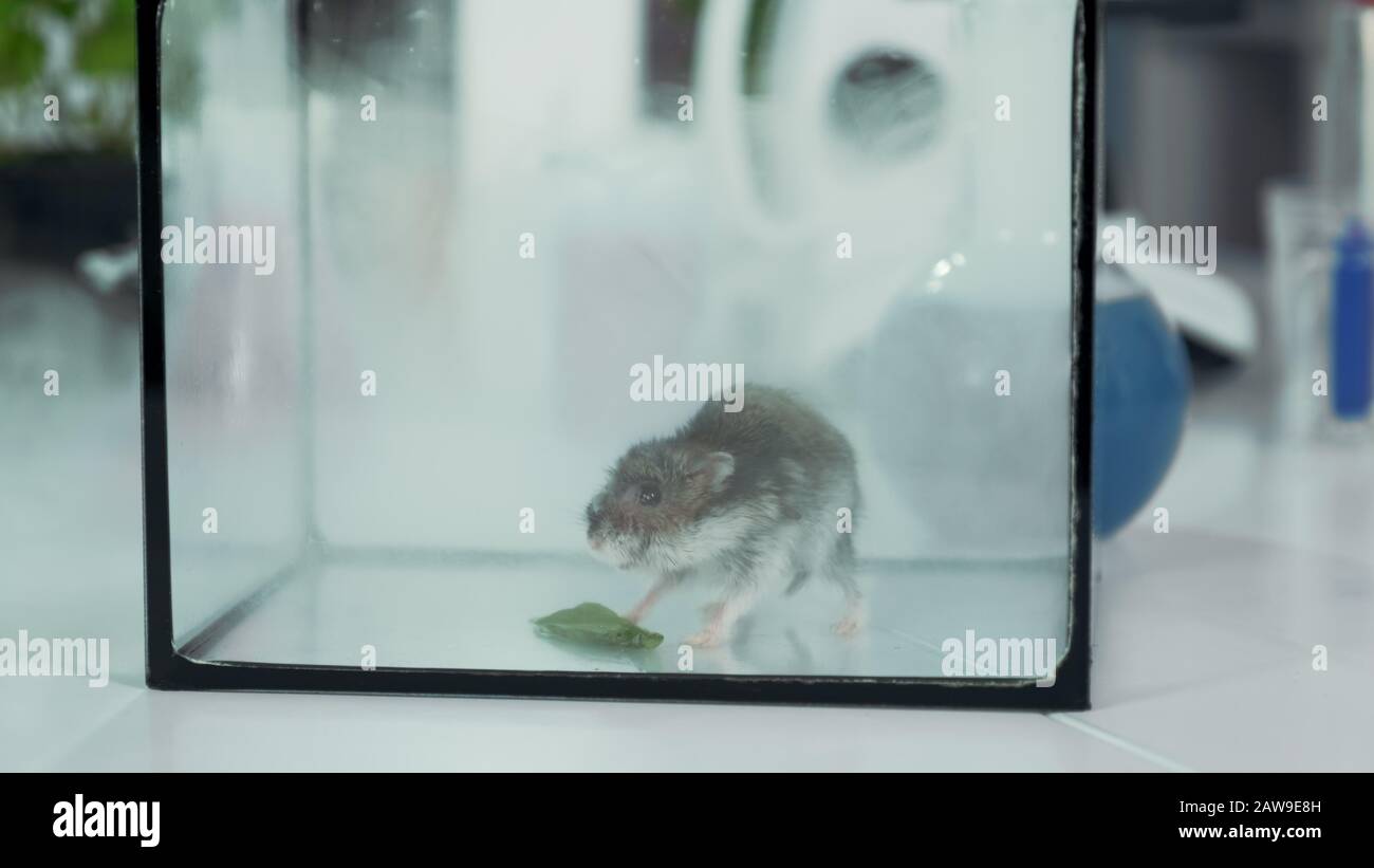 Close-up of lab mouse in smoke in glass container. Providing experiment ...