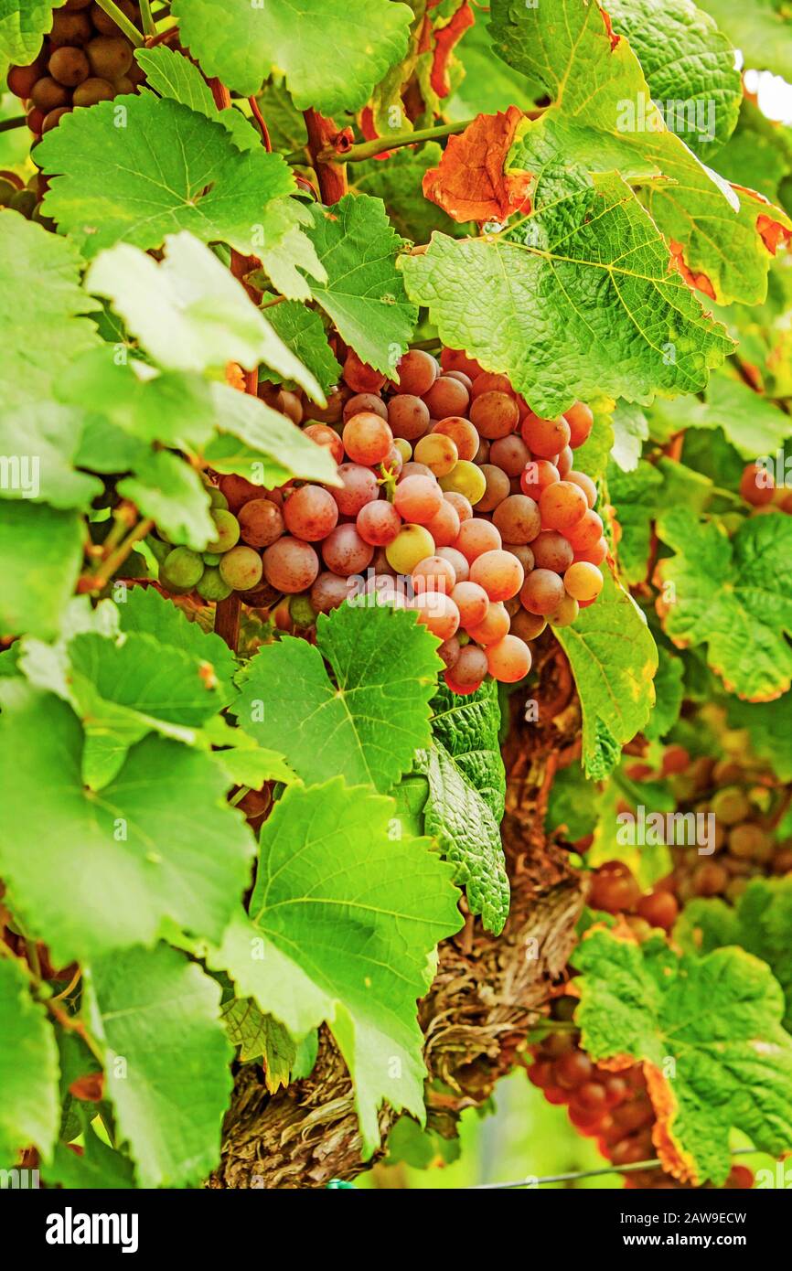 Red vine with ripe grapes in vineyard before harvest Stock Photo - Alamy