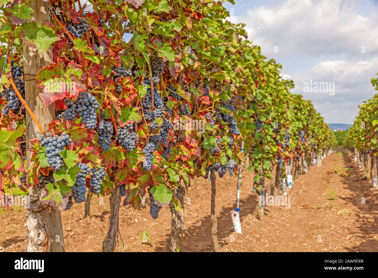Red vine with ripe grapes in vineyard before harvest Stock Photo - Alamy