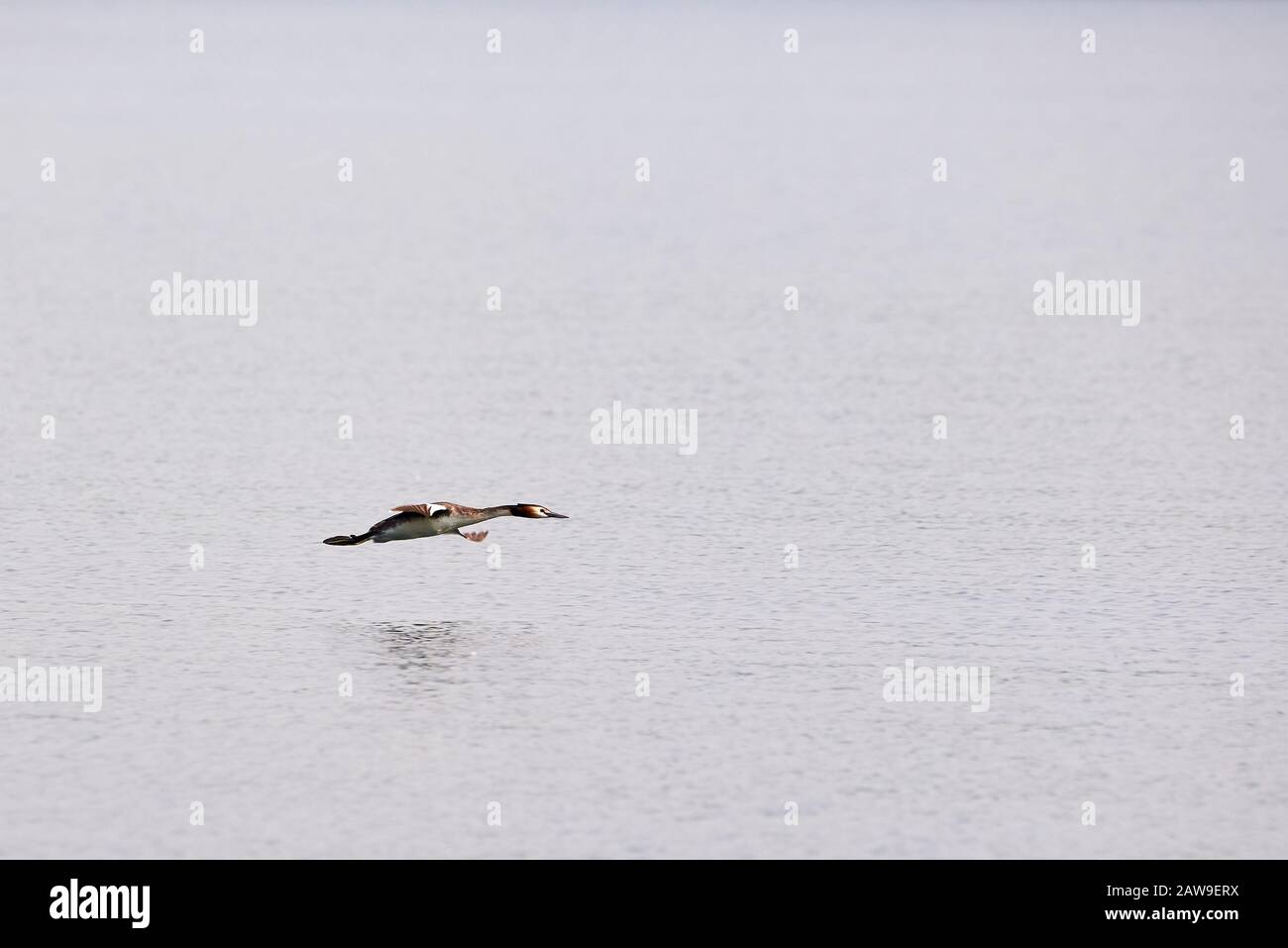 Great crested grebe in flight, Adolfosee Lake, Germany ( Podiceps ...