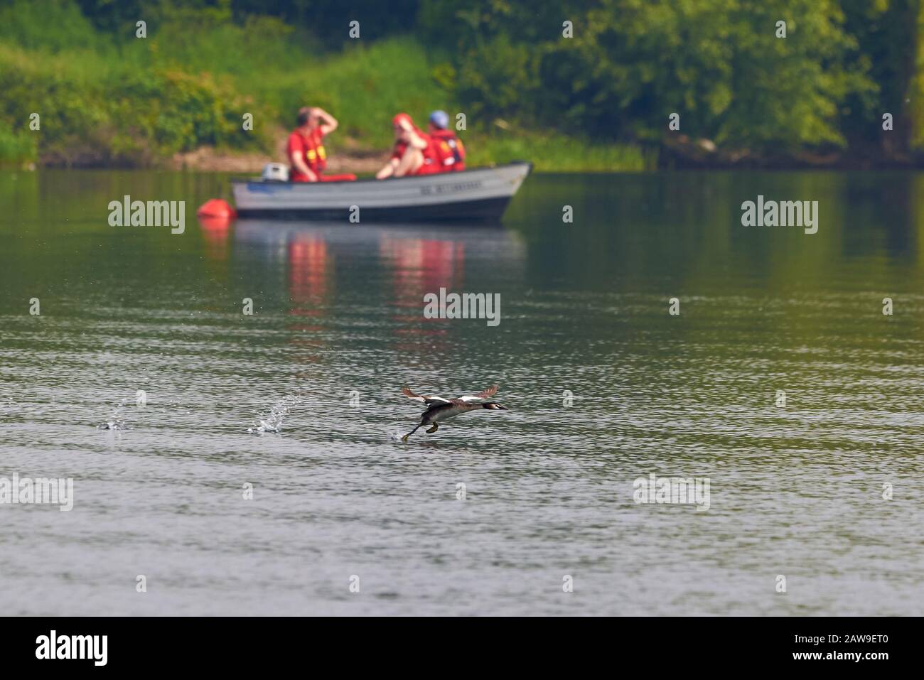 Grebe in flight hi-res stock photography and images - Alamy
