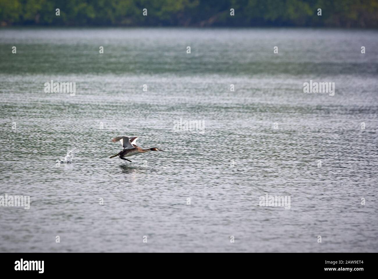 Grebe in flight hi-res stock photography and images - Alamy