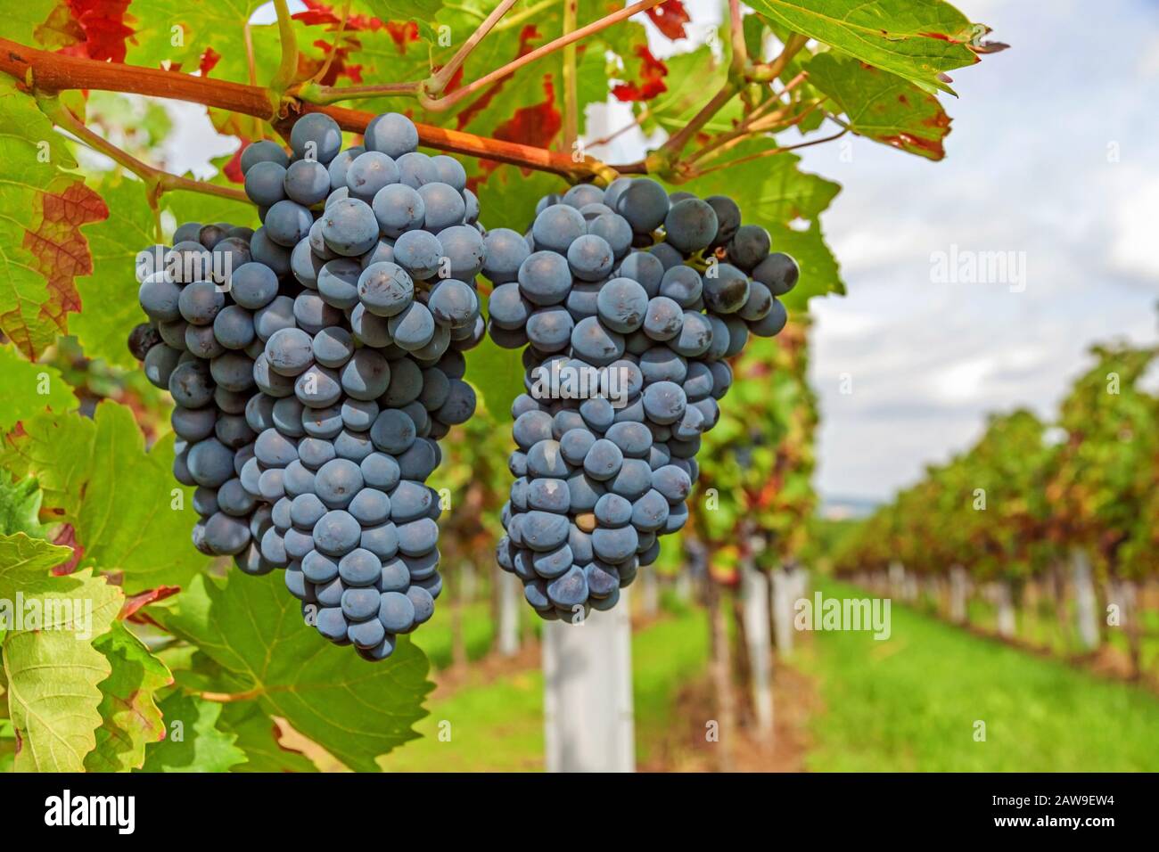 ripe red vine grapes in vineyard before harvest Stock Photo - Alamy