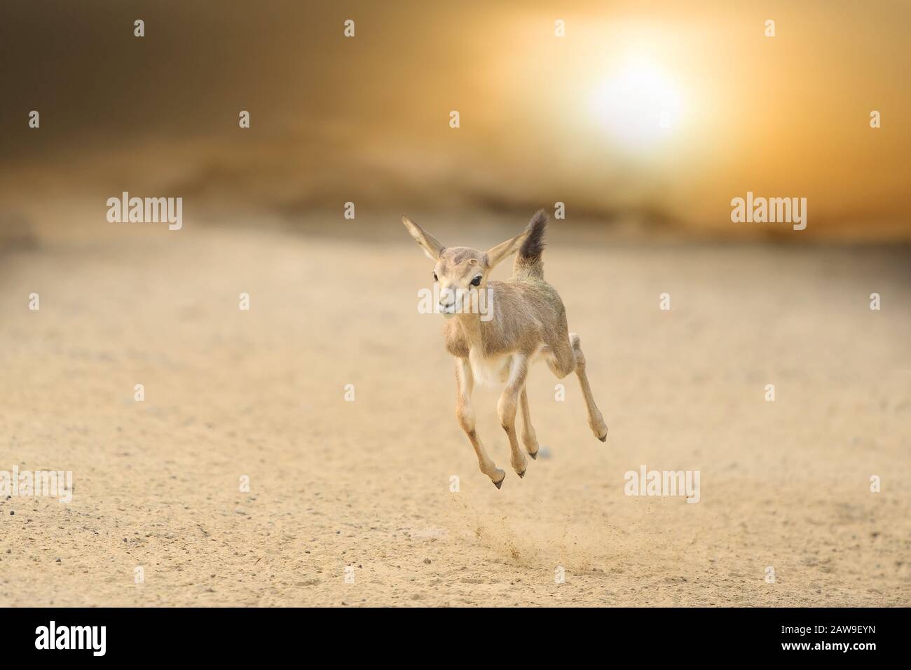 Female Impala Mother High Resolution Stock Photography and Images - Alamy