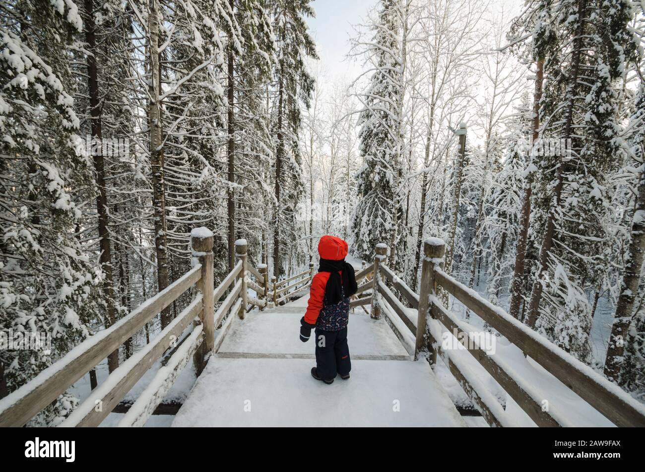 Trees with a load of snow in a forest hi-res stock photography and ...