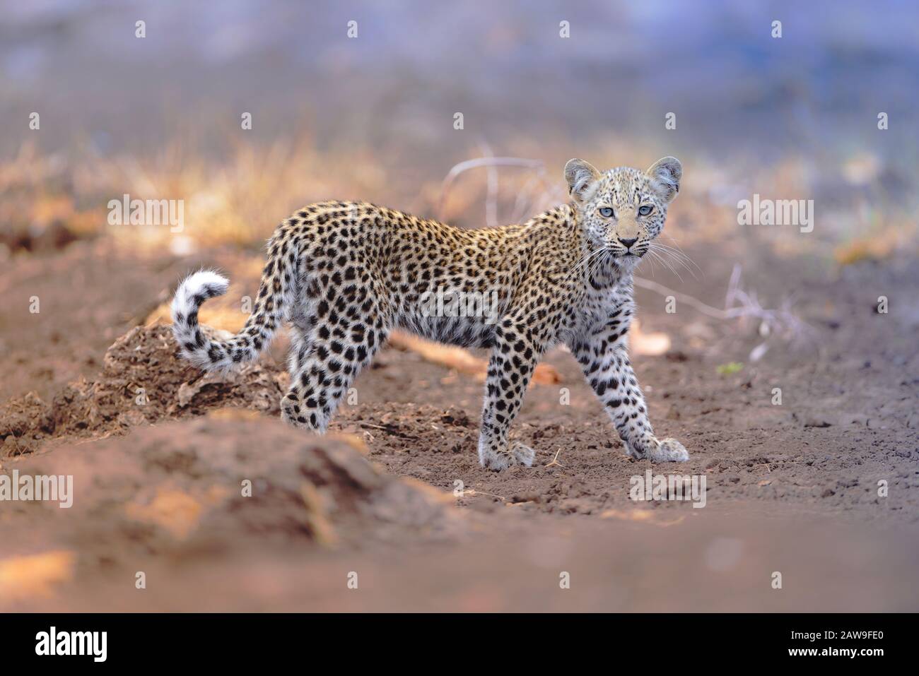 Leopard cub portrait in the wilderness of Africa Stock Photo - Alamy