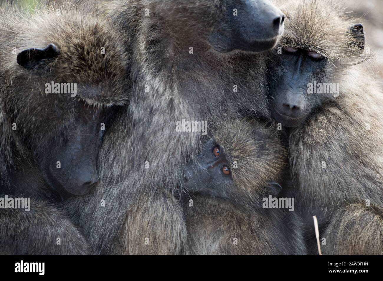 Mandrill face white background hi-res stock photography and images - Alamy