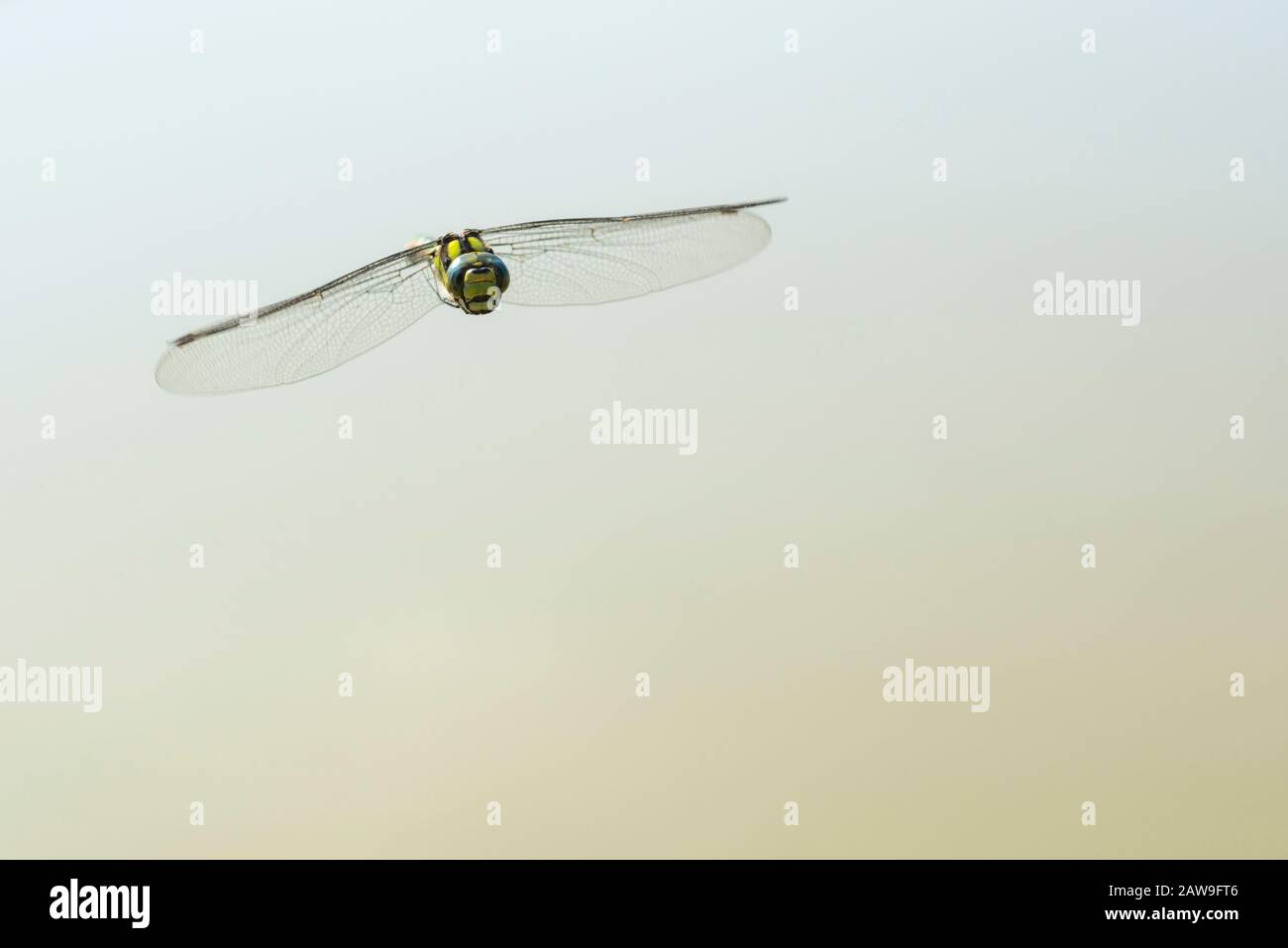 Dragonfly flying over water hi-res stock photography and images - Alamy