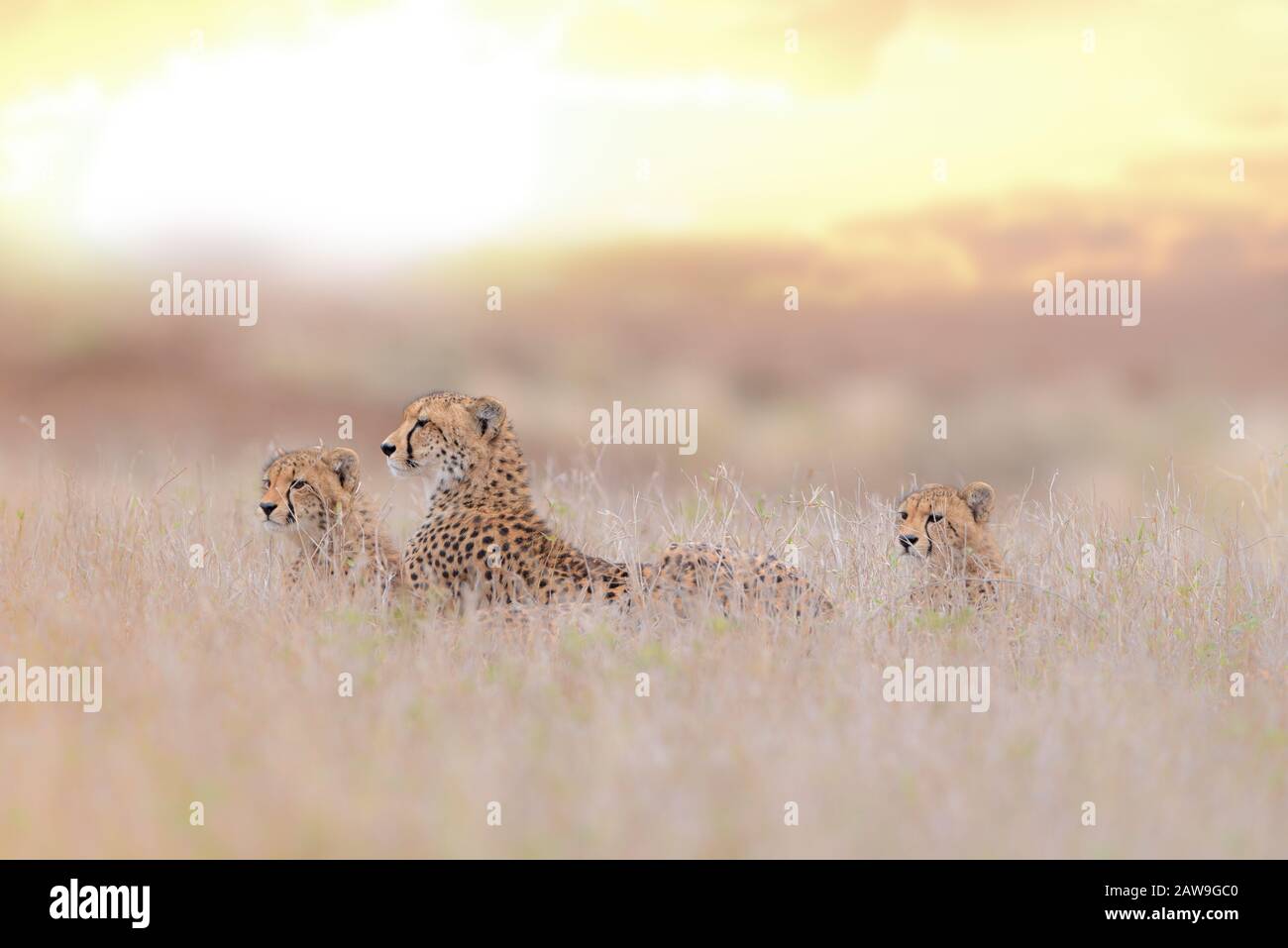Cheetah and sunset hi-res stock photography and images - Alamy