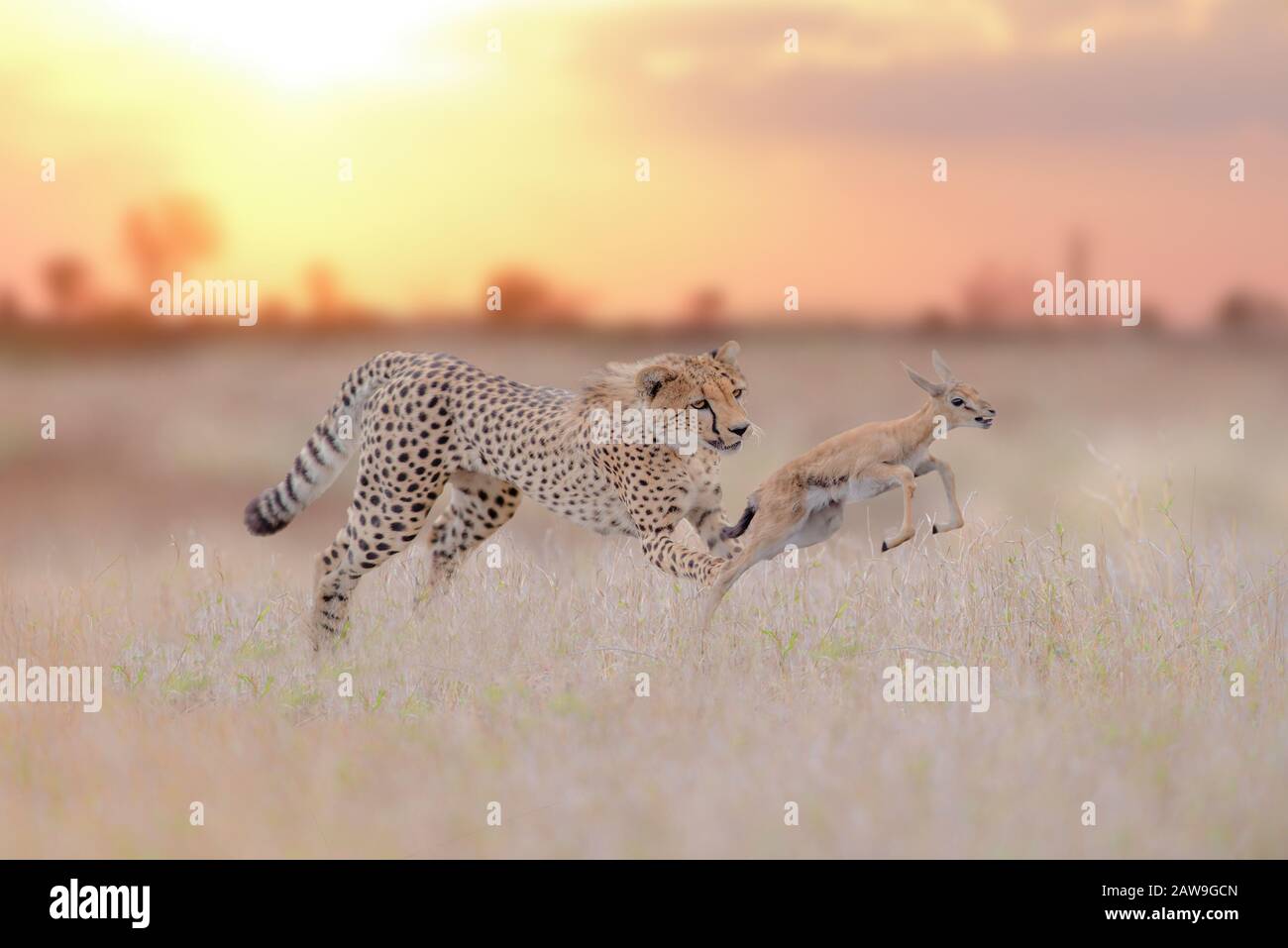 Cheetah at sunset in the wilderness of Africa Stock Photo - Alamy