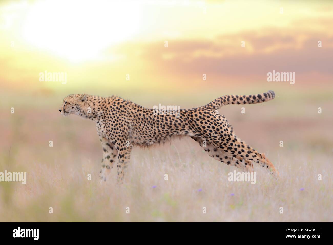 Cheetah at sunset in the wilderness of Africa Stock Photo - Alamy