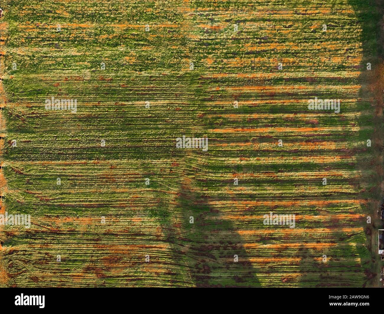 Cornfield rows drone view hi-res stock photography and images - Alamy
