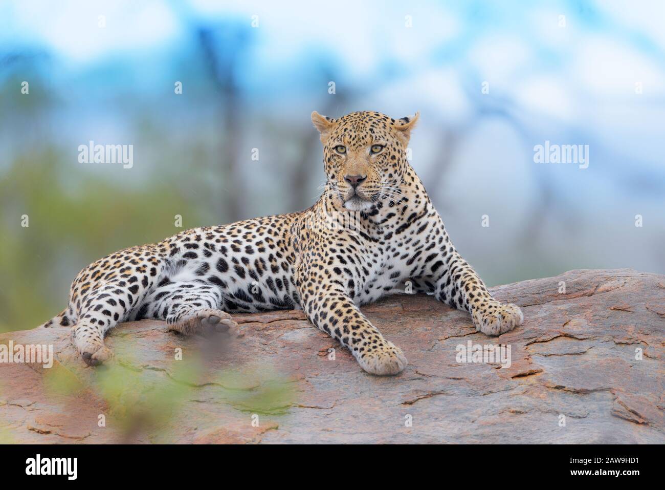 Leopard eyes art hi-res stock photography and images - Alamy