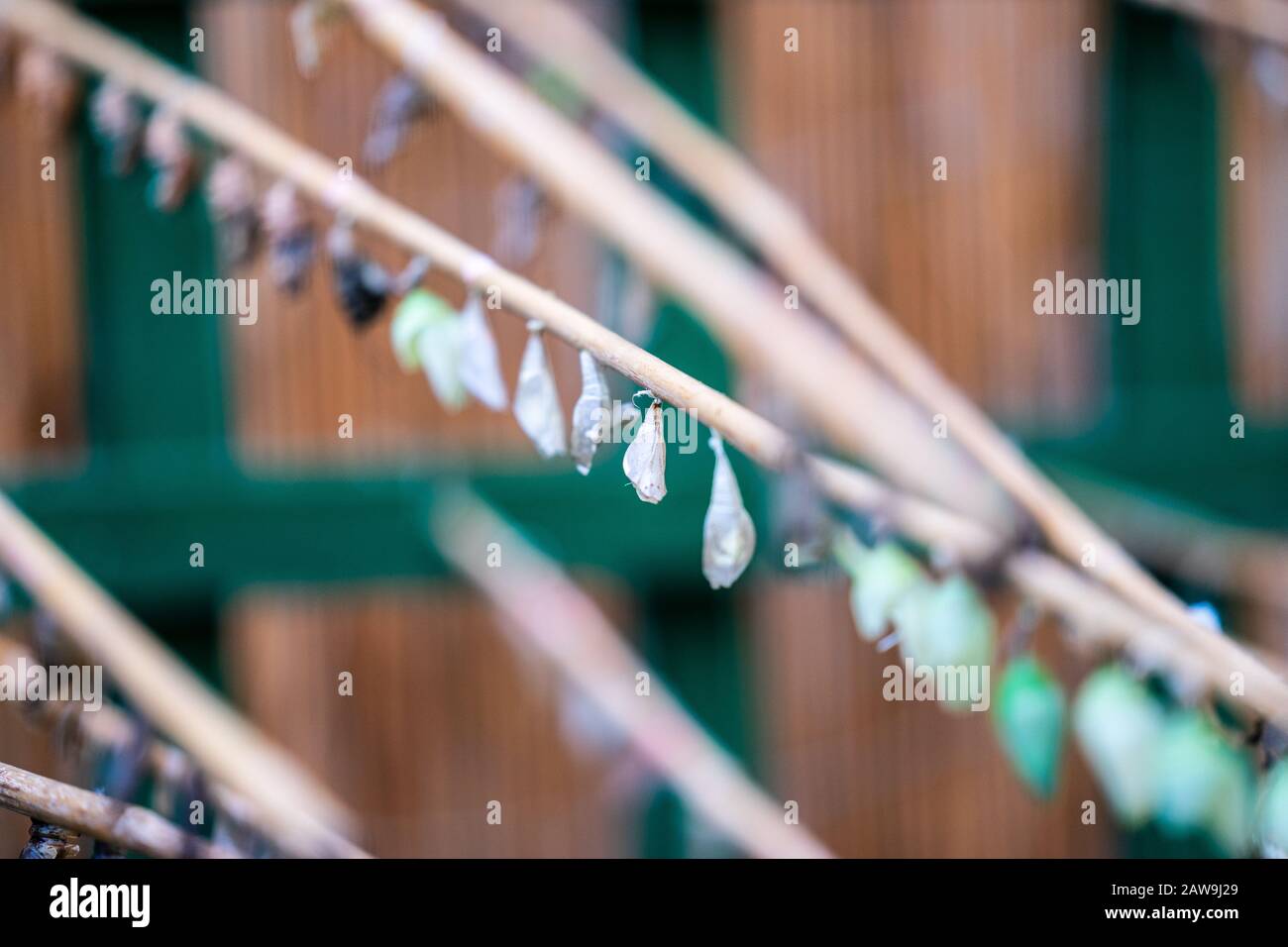 Butterfly cocoons. Selective focus.Closeup.Entomoculture, breeding and ...