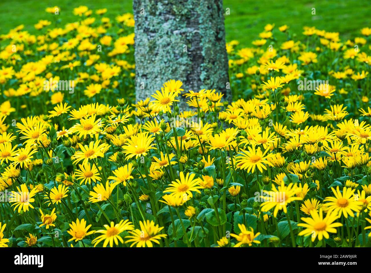 Close up view of creopsis daisies surrounding tree trunk on the grounds ...