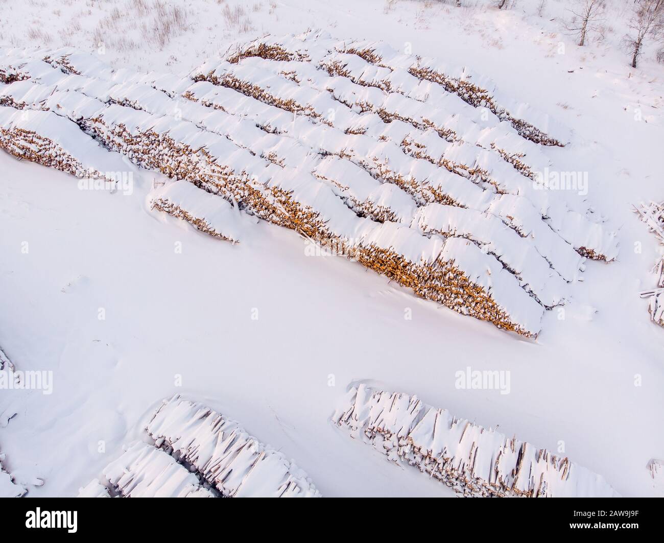 Industrial photo, storage of wooden logs under the snow at a sawmill ...