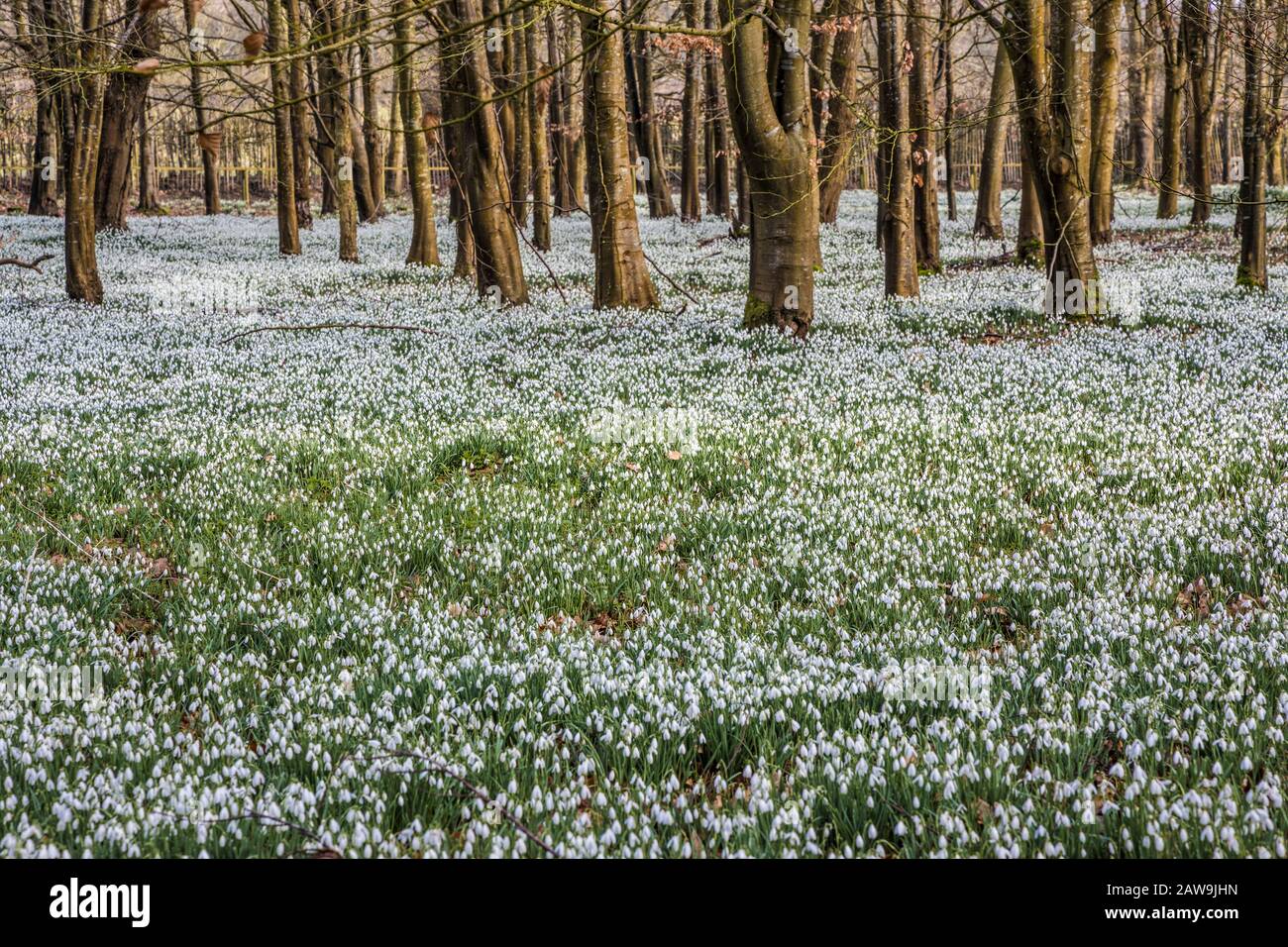 Snowdrops at Welford Park in Berkshire Stock Photo - Alamy