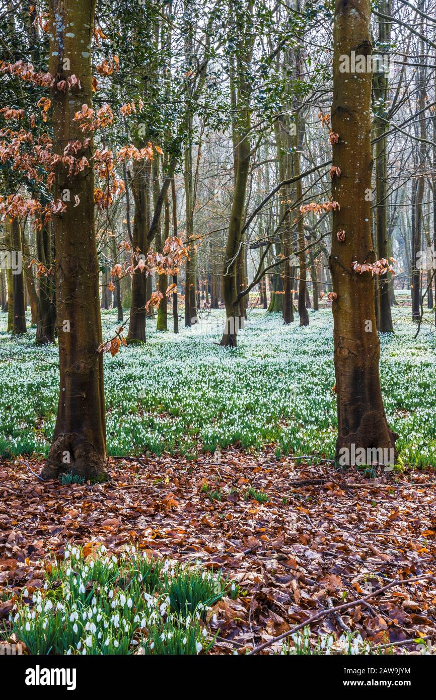 British snowdrops hi-res stock photography and images - Alamy