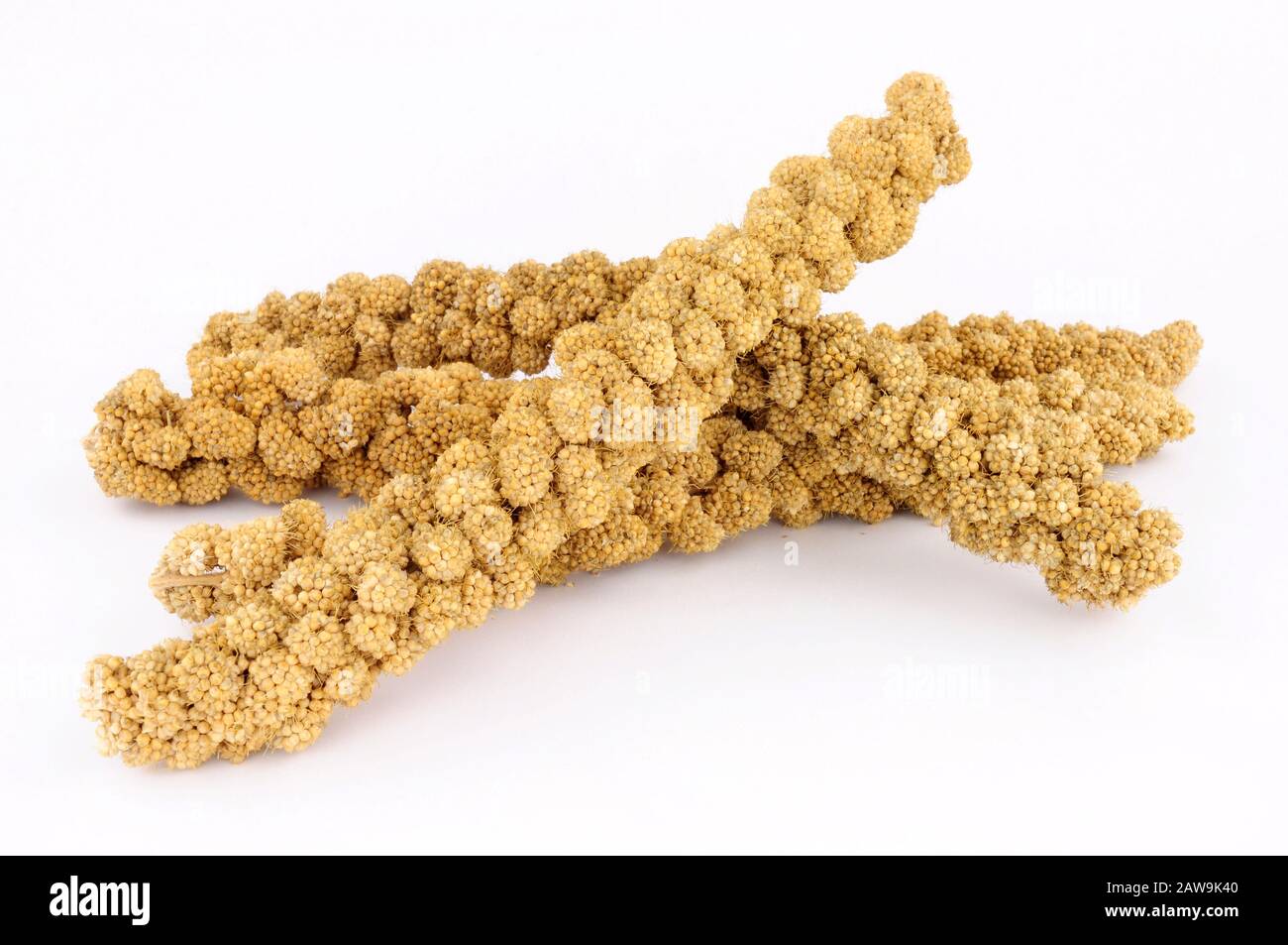 Feeding pets Cut Out Stock Images & Pictures - Alamy