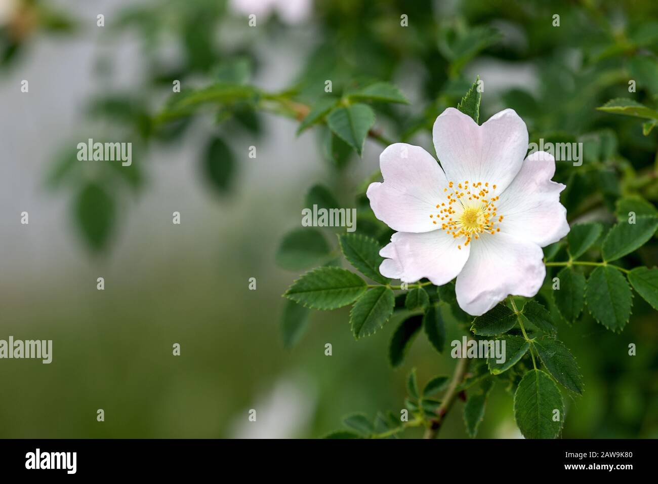 Rosa canina, commonly known as the dog rose, beautiful white petals ...