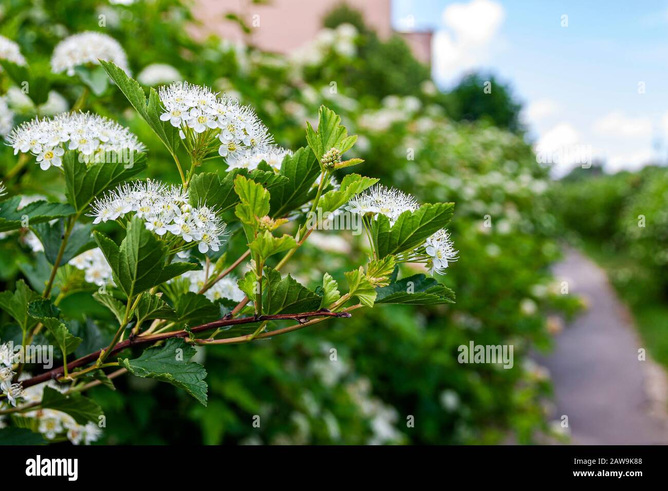 Planting spring-flowering white spirea along the road Stock Photo - Alamy