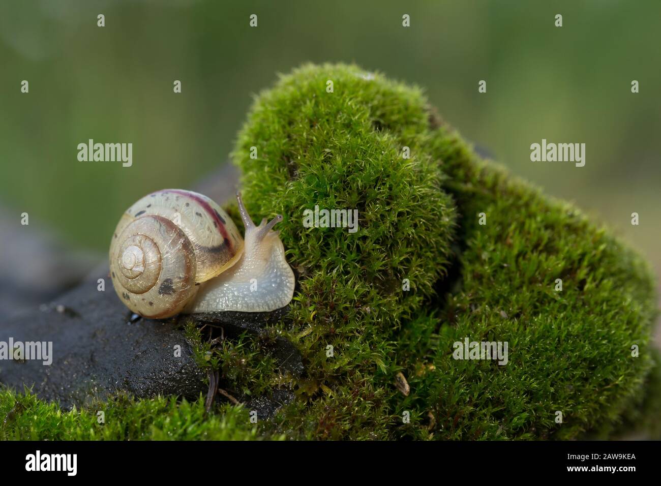 Bush Snail High Resolution Stock Photography and Images - Alamy