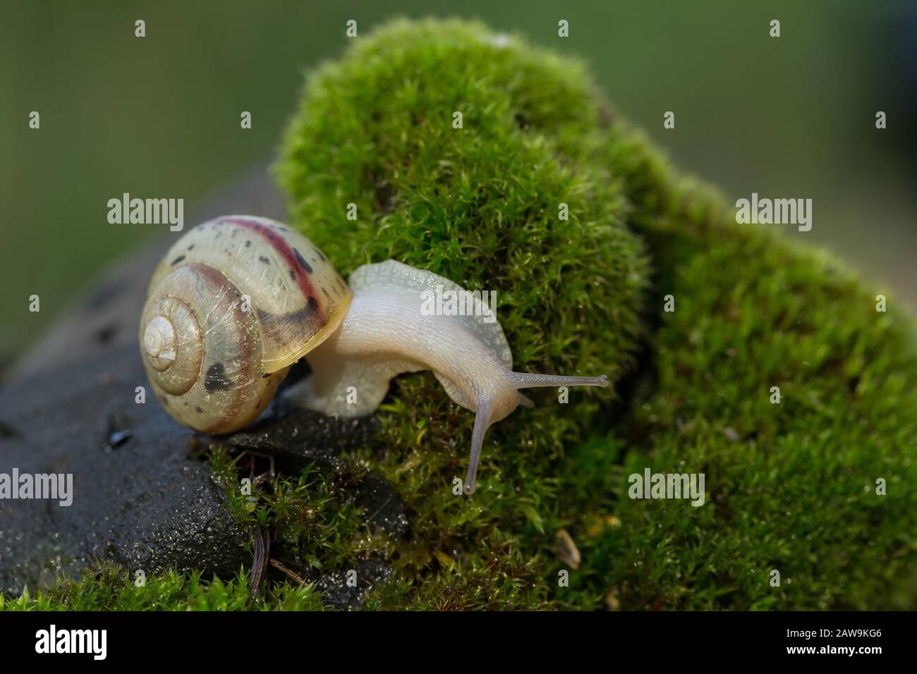 Bush snail hi-res stock photography and images - Alamy