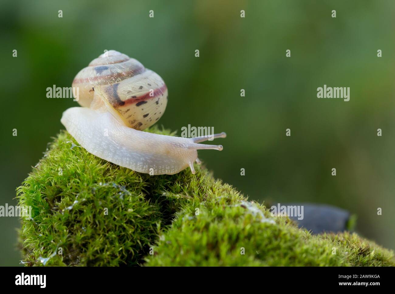Bush snail hi-res stock photography and images - Alamy