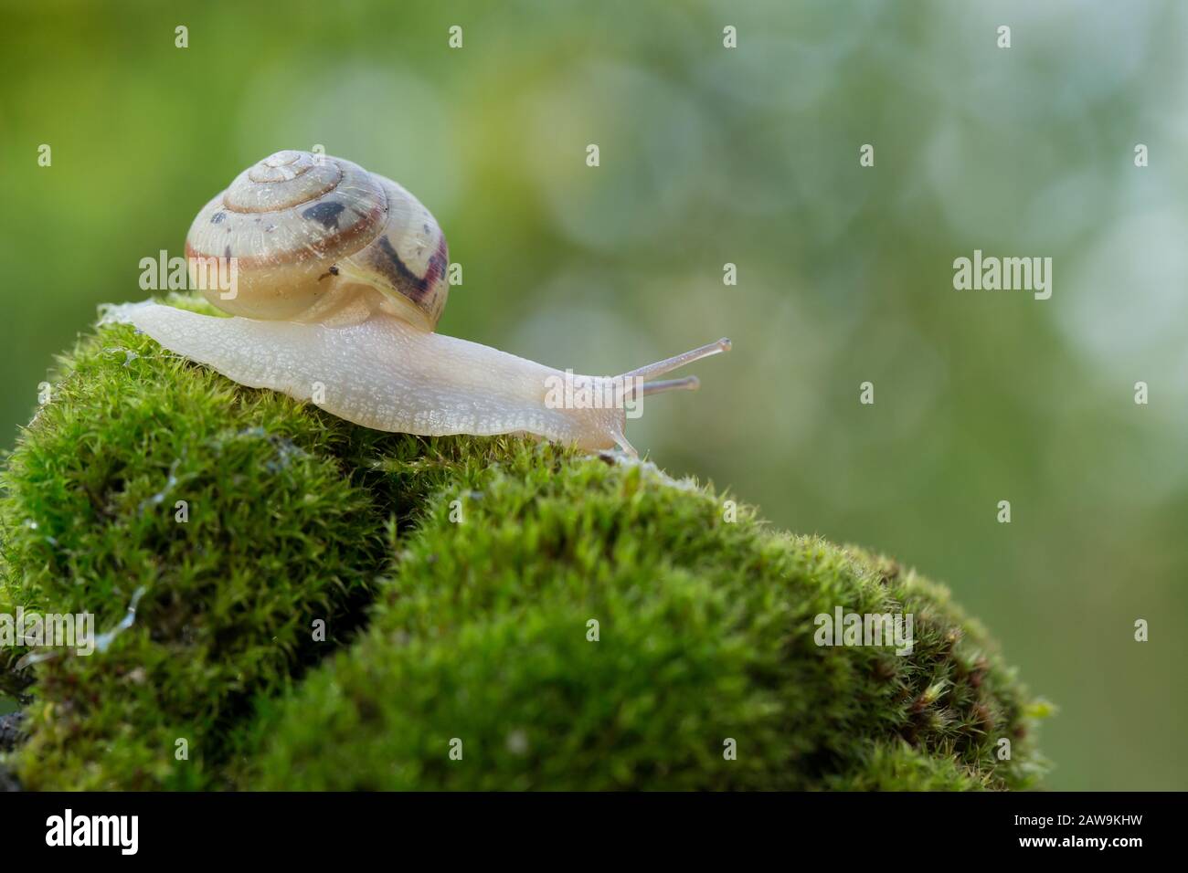 Bush Snail High Resolution Stock Photography and Images - Alamy