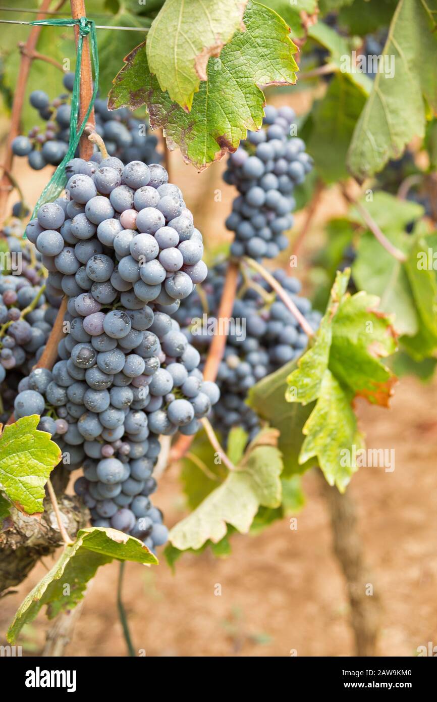 Large bunch of red wine grapes. Ripe grapes with green leaves in direct ...